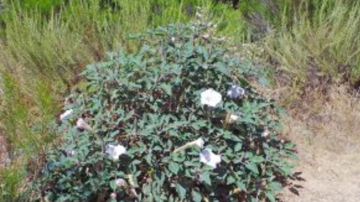 dhutra flower have many health benefits including joint pain also ...