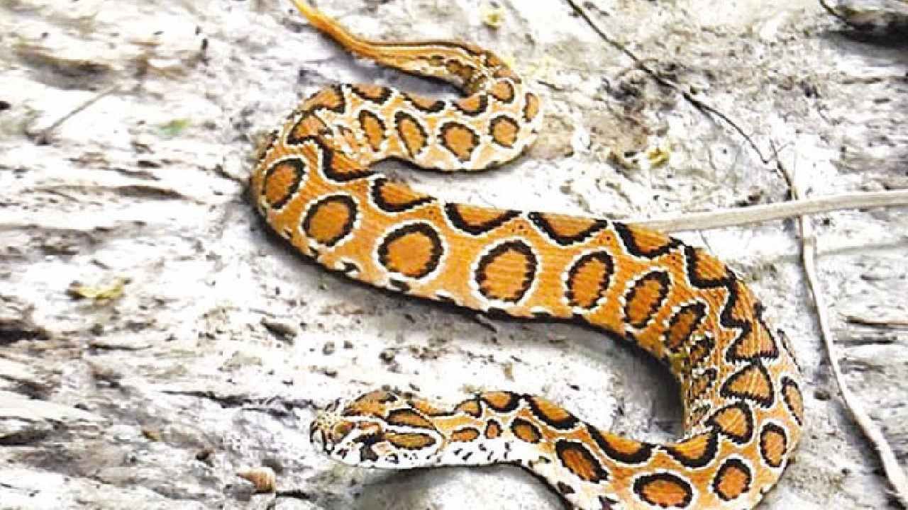 Russell Viper: Climate change could alter the composition of venom